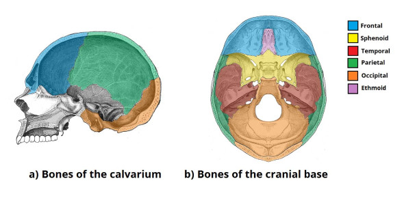 Skull Anatomy MCQ Quiz Questions With Answers ProProfs Quiz skull-anatomy-mcq-quiz-questions-with-answers-proprofs-quiz